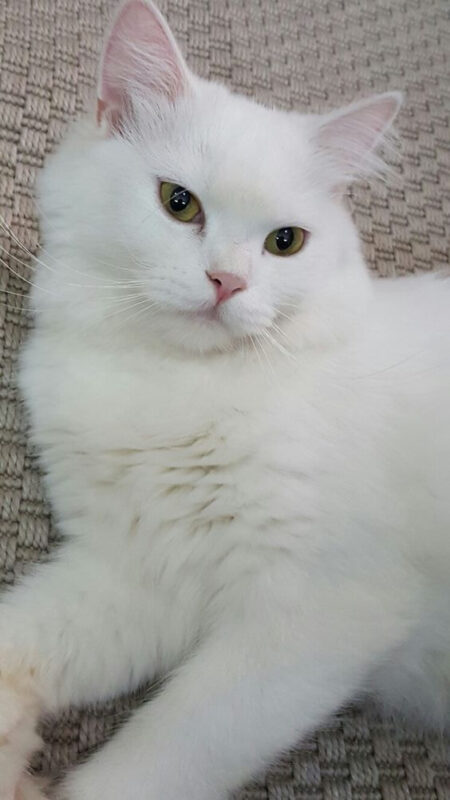 ดูดวงแมวขาว กับความลับเรื่องโชคลาภฉบับชาวญี่ปุ่น – AKERU