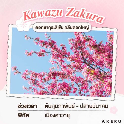 12 ดอกซากุระบานในญี่ปุ่น พร้อมพิกัดชมซากุระบานรับต้นปี – AKERU