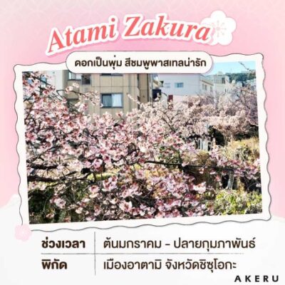 12 ดอกซากุระบานในญี่ปุ่น พร้อมพิกัดชมซากุระบานรับต้นปี – AKERU