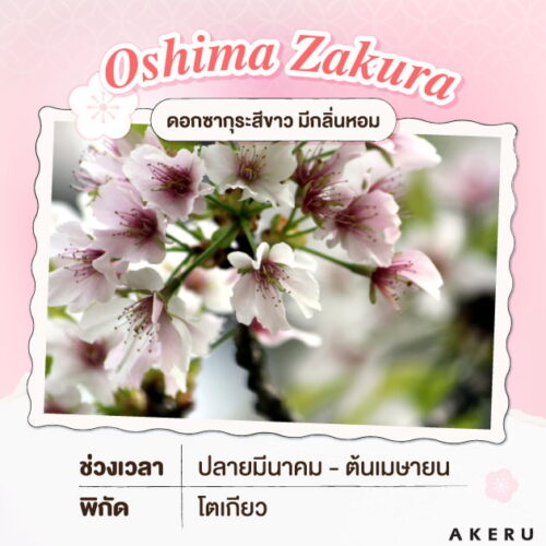 12 ดอกซากุระบานในญี่ปุ่น พร้อมพิกัดชมซากุระบานรับต้นปี – AKERU