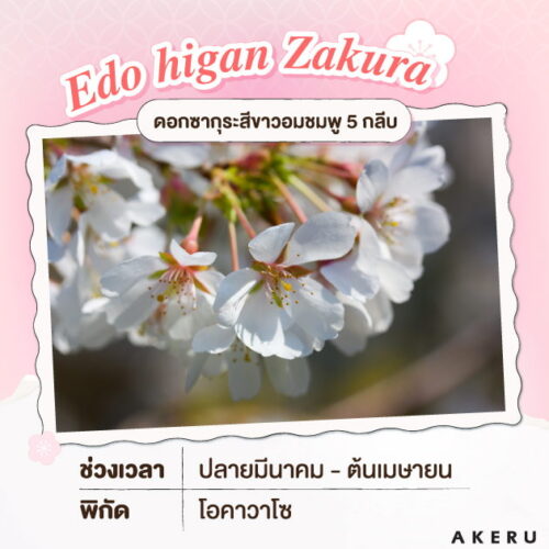 12 ดอกซากุระบานในญี่ปุ่น พร้อมพิกัดชมซากุระบานรับต้นปี – AKERU